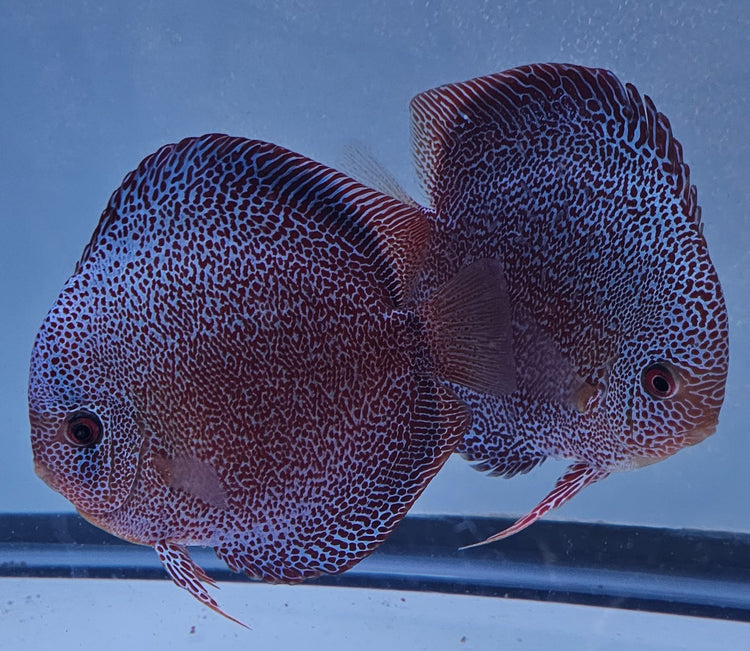 Aquagems Discus