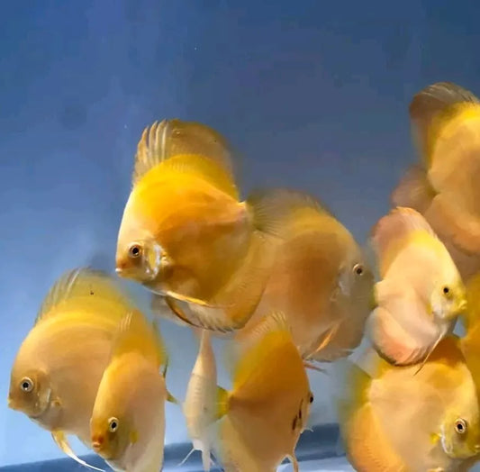 Discus Fish – Aquagems Discus